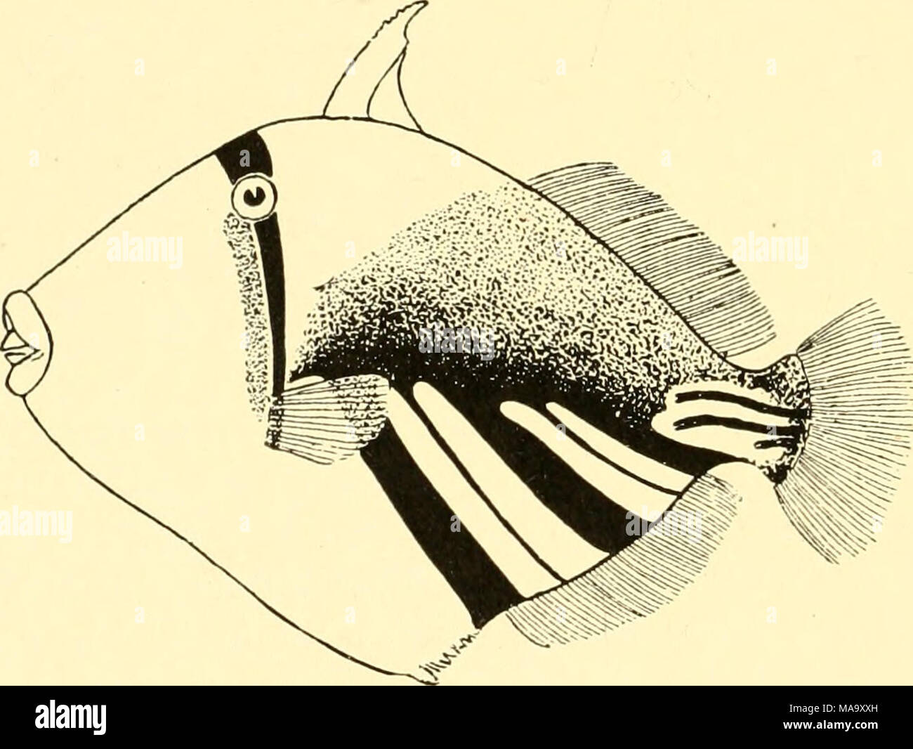 Fish exhibit distinct patterns hi-res stock photography and images - Alamy