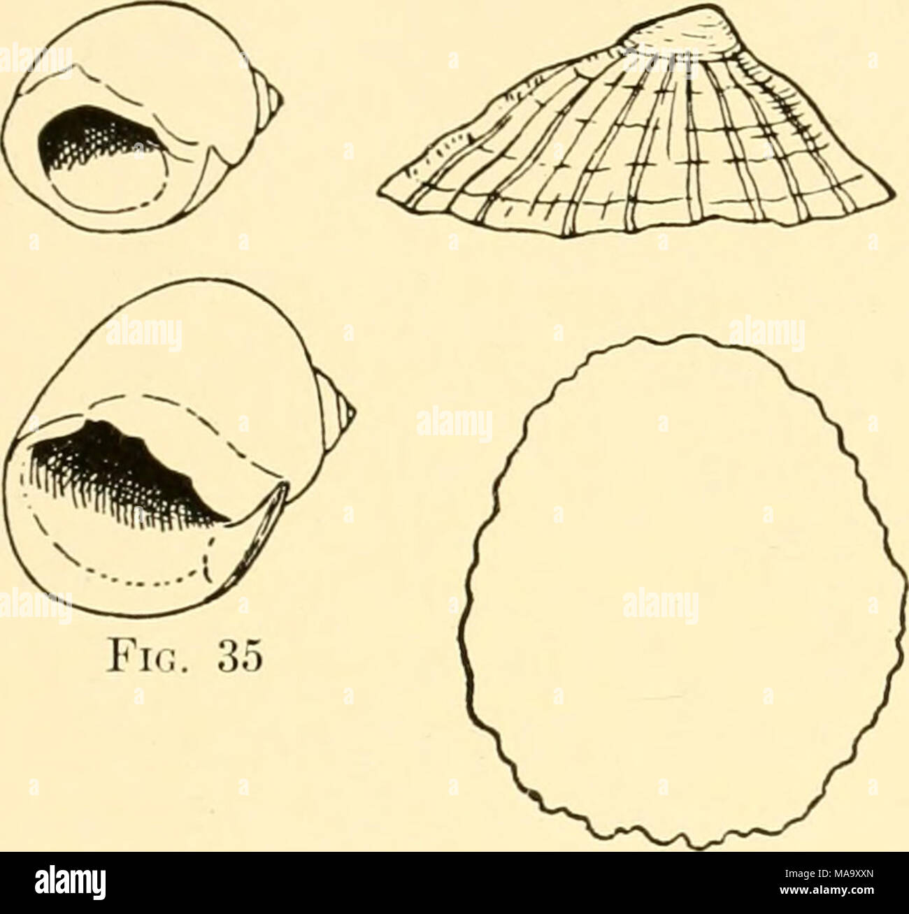 . Ecological animal geography; an authorized, rewritten edition based ...