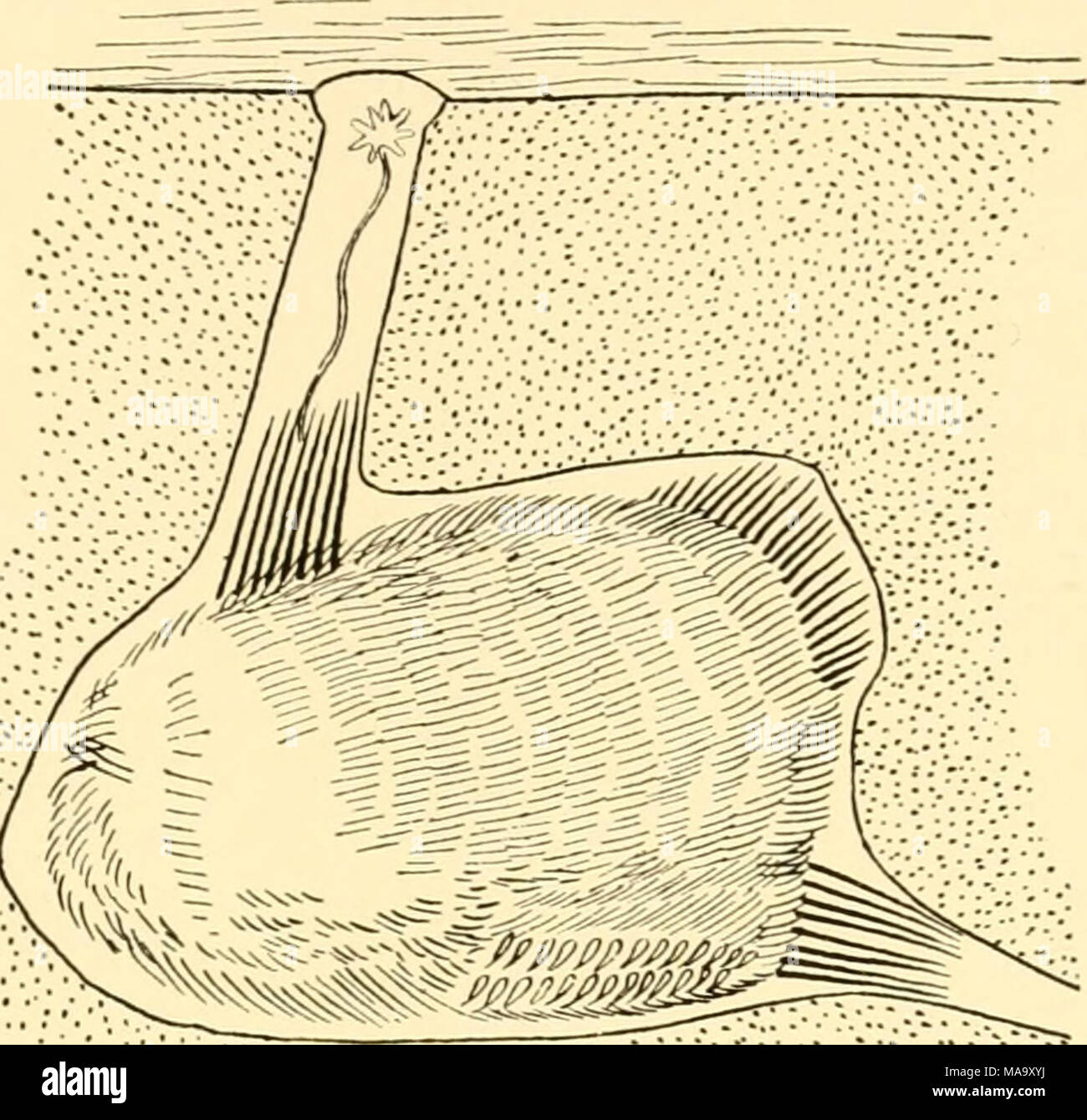 Prehensile feet hi-res stock photography and images - Alamy