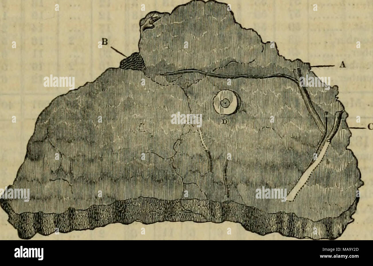 Decurrent hi-res stock photography and images - Alamy