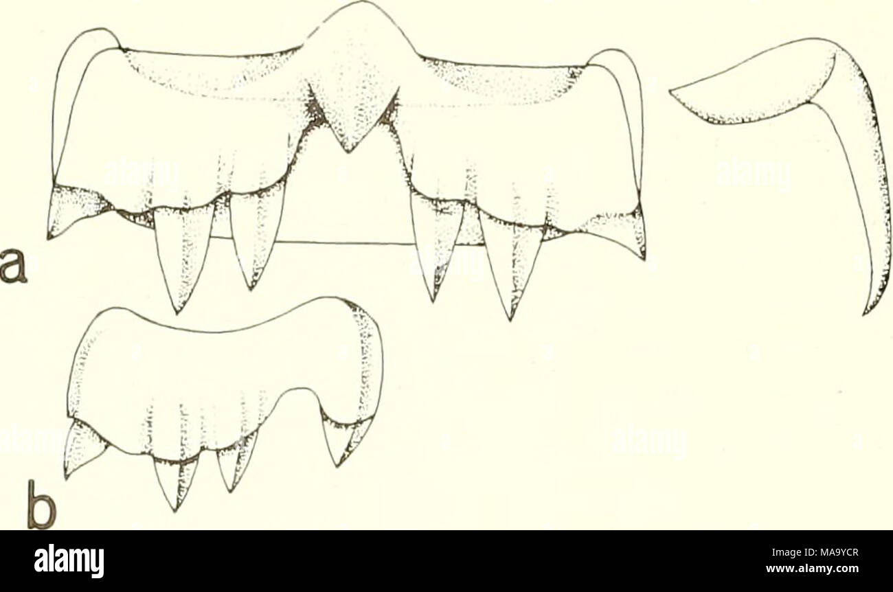 . The Echo . Figure 21. Murexiella radwini, 2/3 of a transverse radular ...