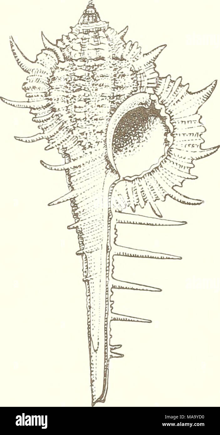 . The Echo . Figure 12. Chicoreus florifer, shell. Figure 13. Murex ...