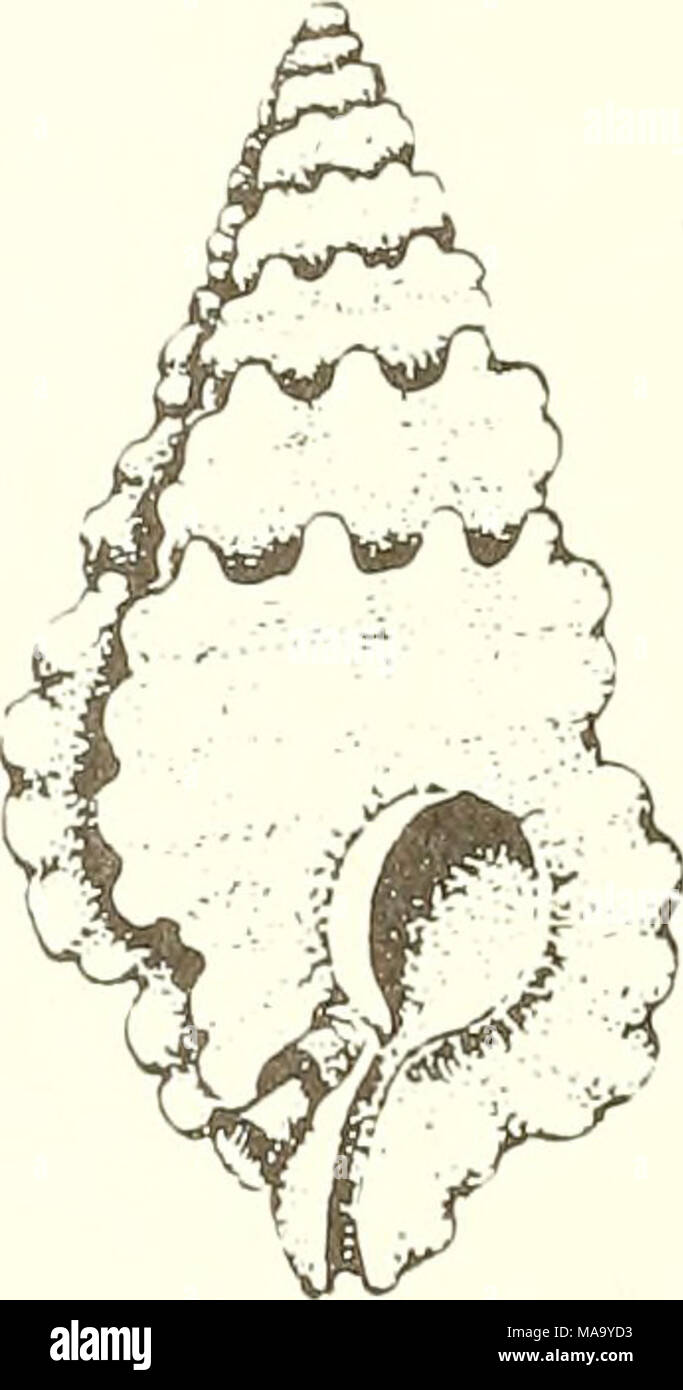 . The Echo . Figure 9. Typhis coronata, shell. Figure 10. Aspella, cf