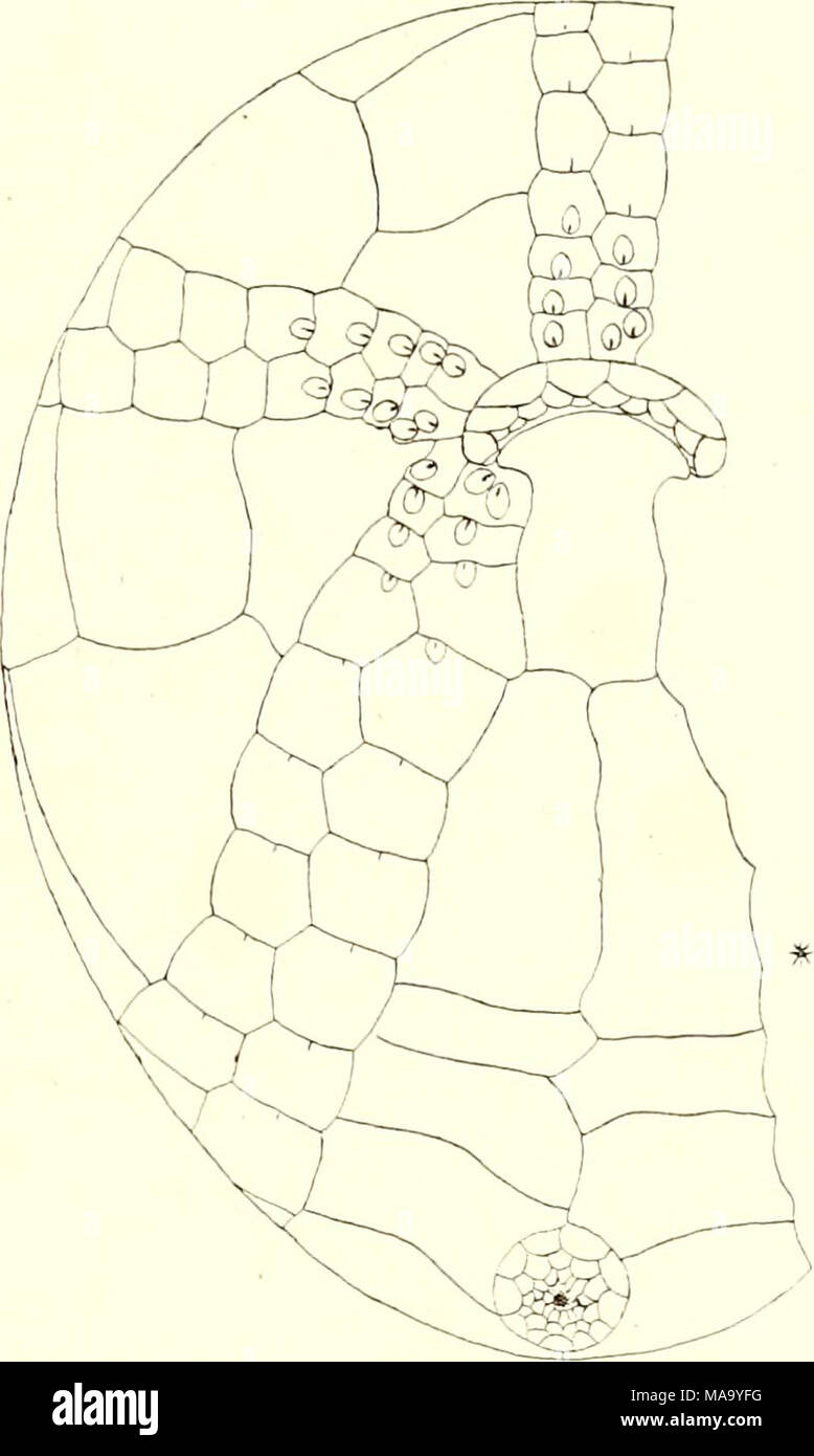 Periproct hi-res stock photography and images - Alamy