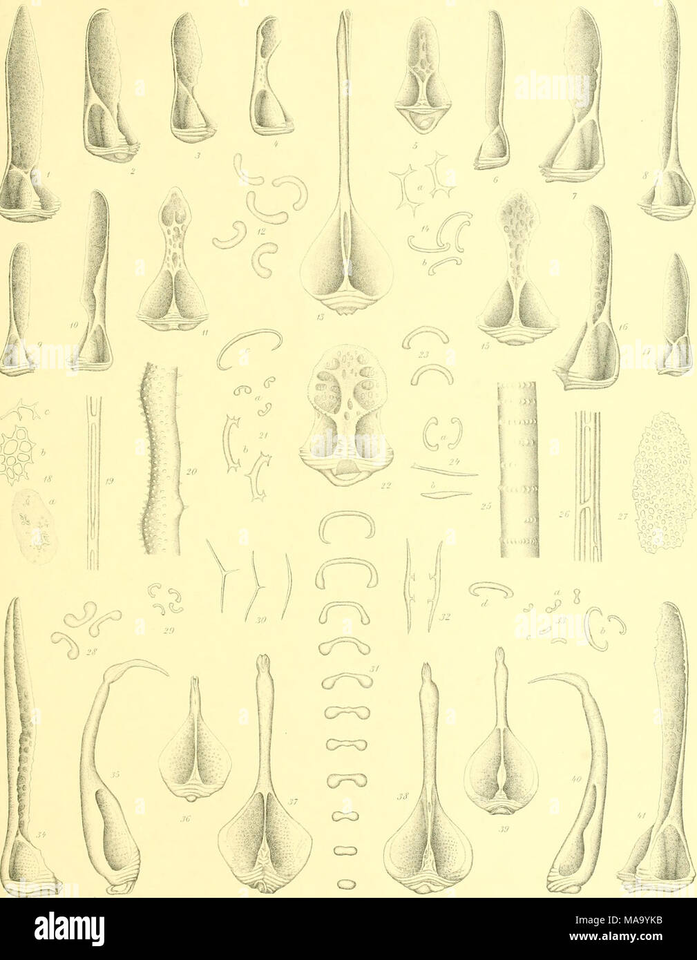 Echinoid forms hi-res stock photography and images - Alamy
