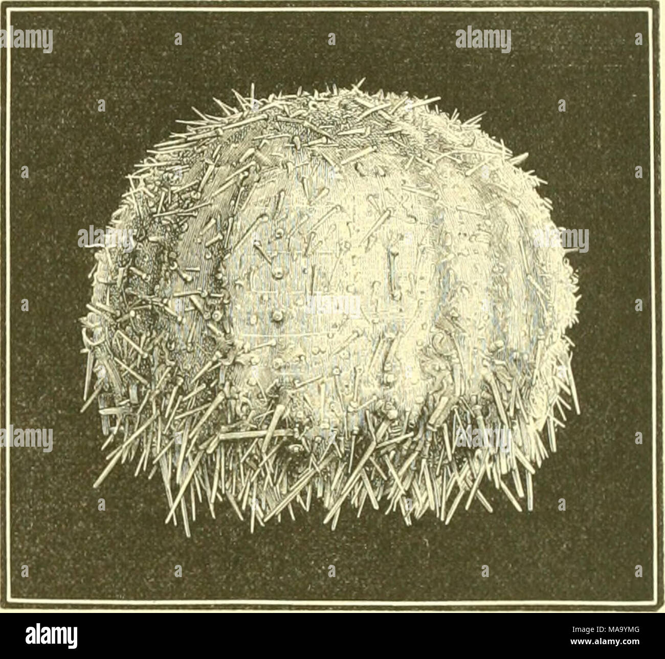 Echinus sp hi-res stock photography and images - Alamy