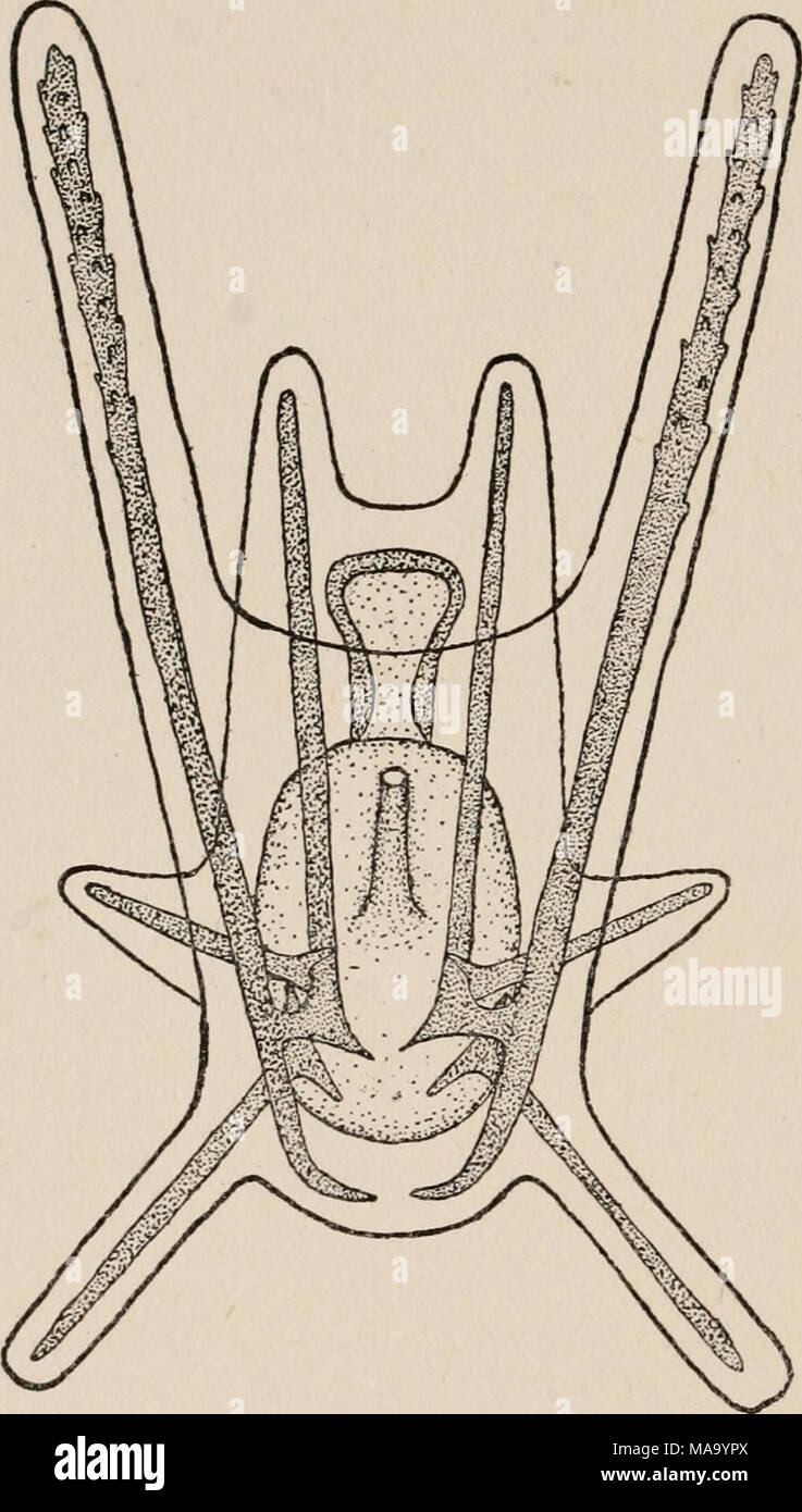 . Echinoderms of Connecticut . FIG. 16. Free-swimming larva (pluteus ...
