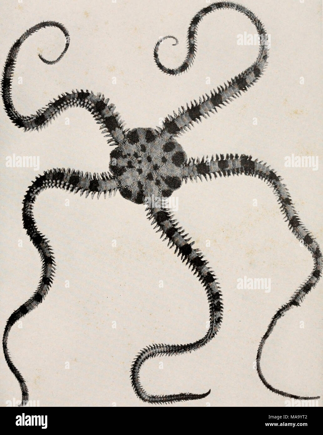 . Echinoderms of Connecticut . PLATE XVI. Daisy Brittle-star ...