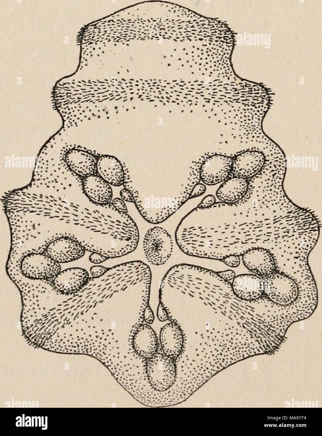 . Echinoderms of Connecticut . FIG. 12. Ophiura brevispina. Free ...