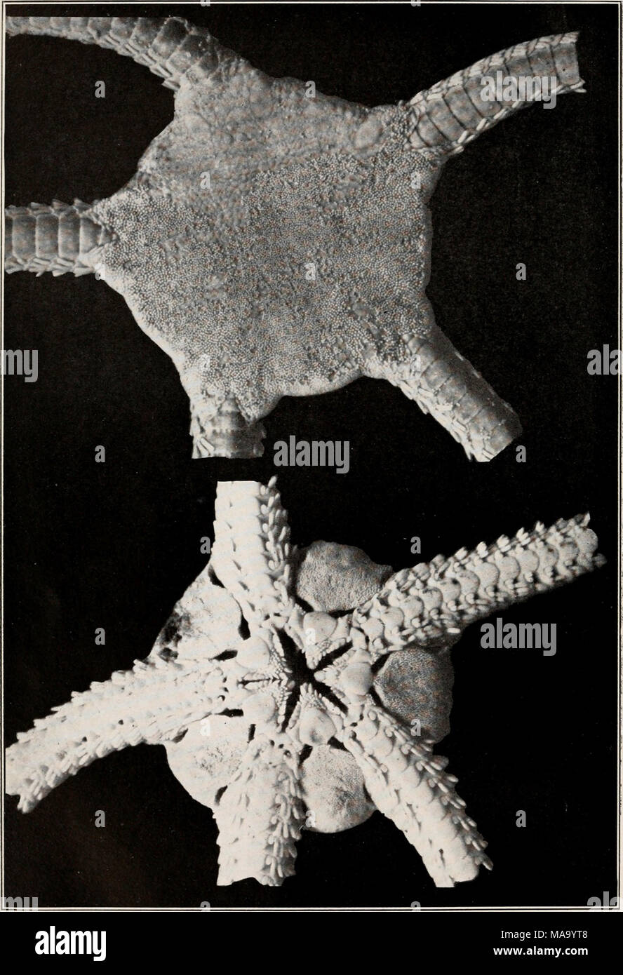 Phylum Echinodermata Ophiura