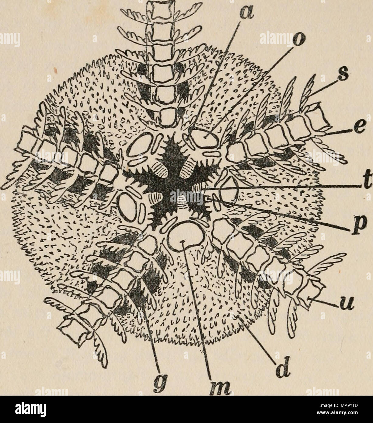 Genital slit hi-res stock photography and images - Alamy