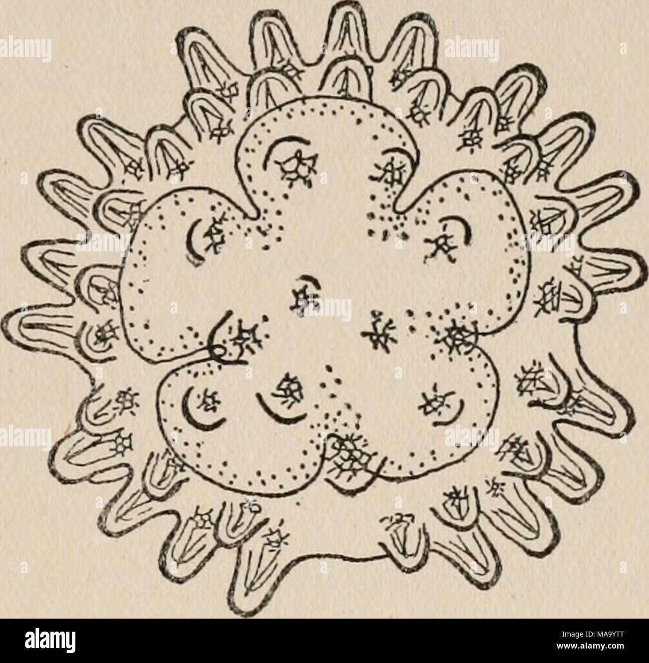 . Echinoderms of Connecticut . FIG. 6. Aboral surface of star- fish ...