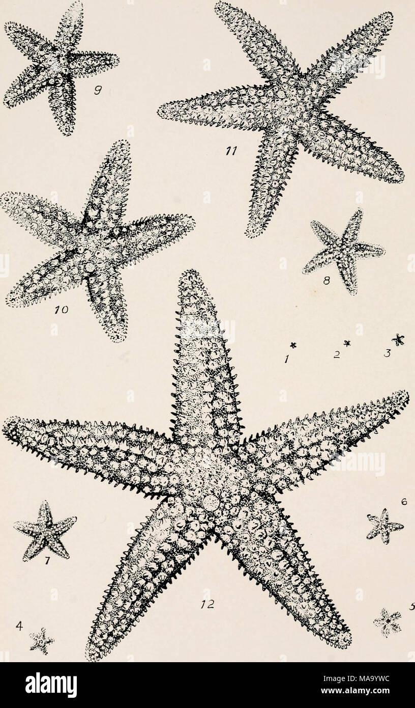 Asterias forbesi hi-res stock photography and images - Alamy