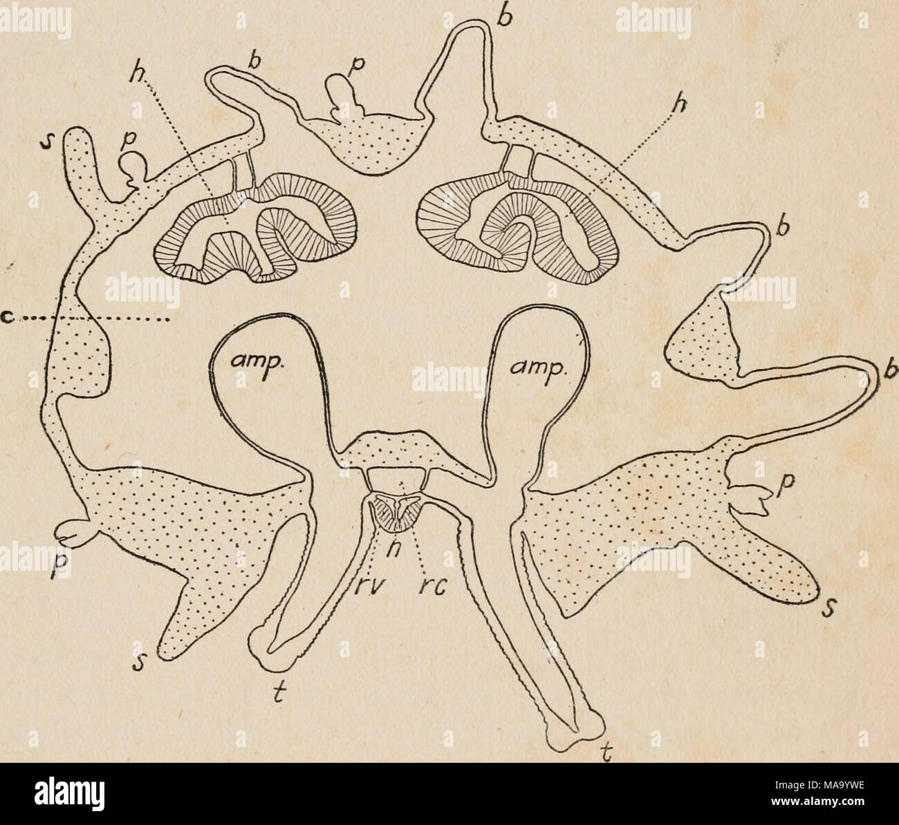 Contracted feet hi-res stock photography and images - Alamy