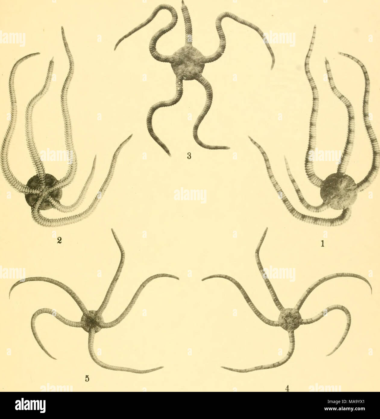 . The echinoderm fauna of Torres Strait: its composition and its origin ...