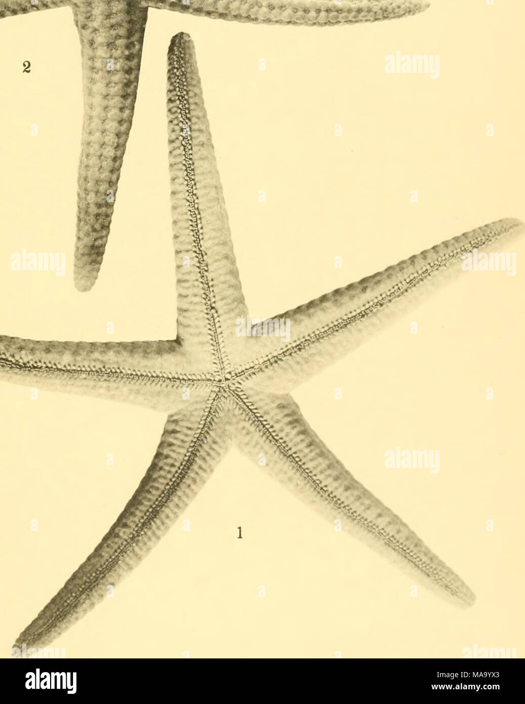 . The echinoderm fauna of Torres Strait: its composition and its origin ...