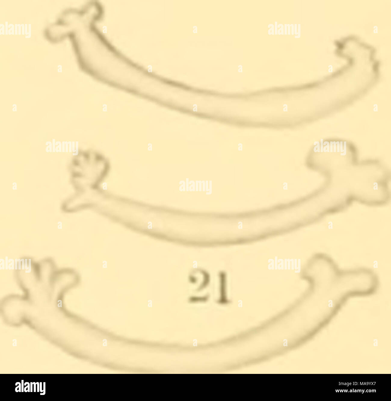 . The echinoderm fauna of Torres Strait: its composition and its origin ...