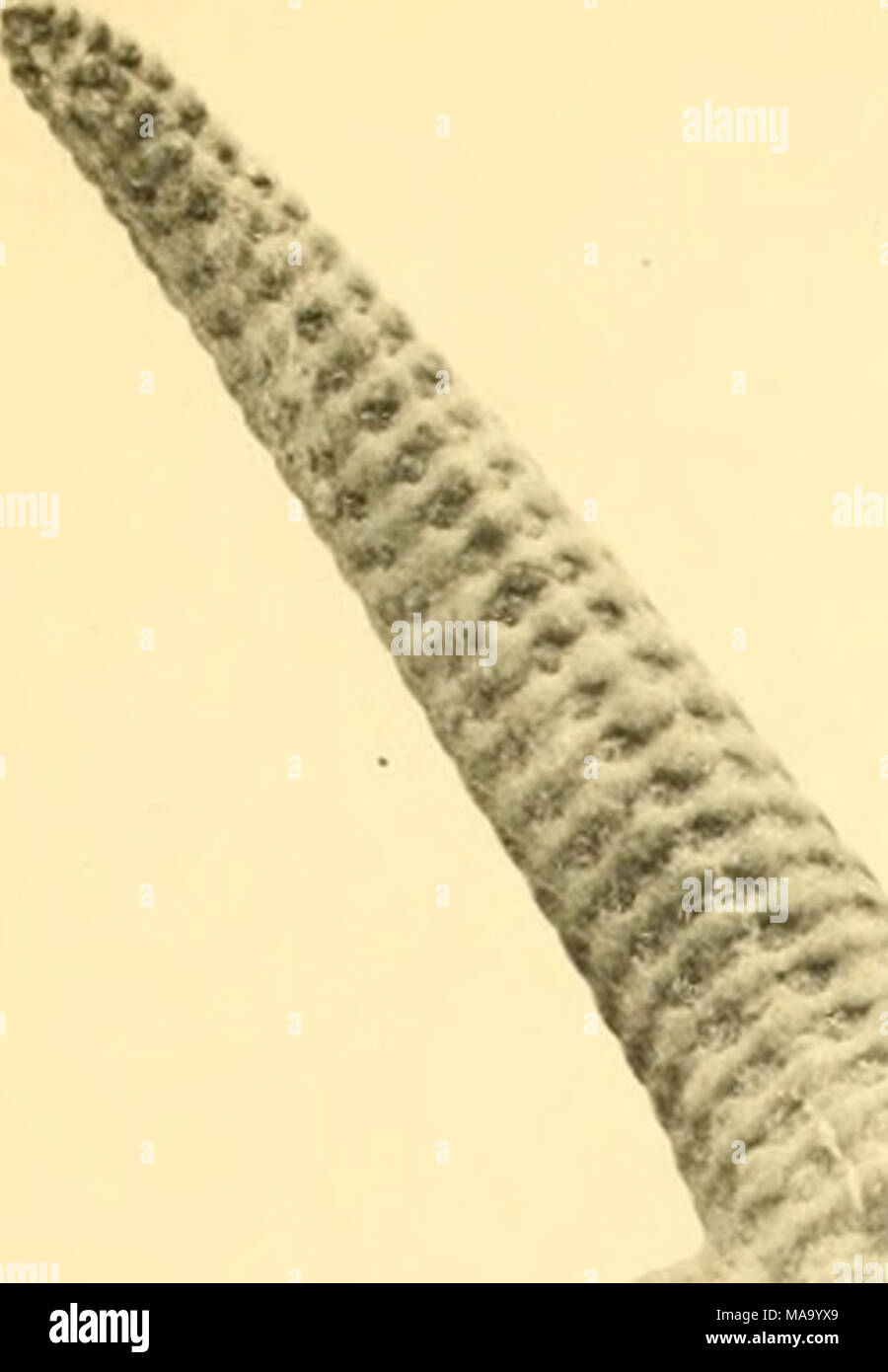 . The echinoderm fauna of Torres Strait: its composition and its origin ...