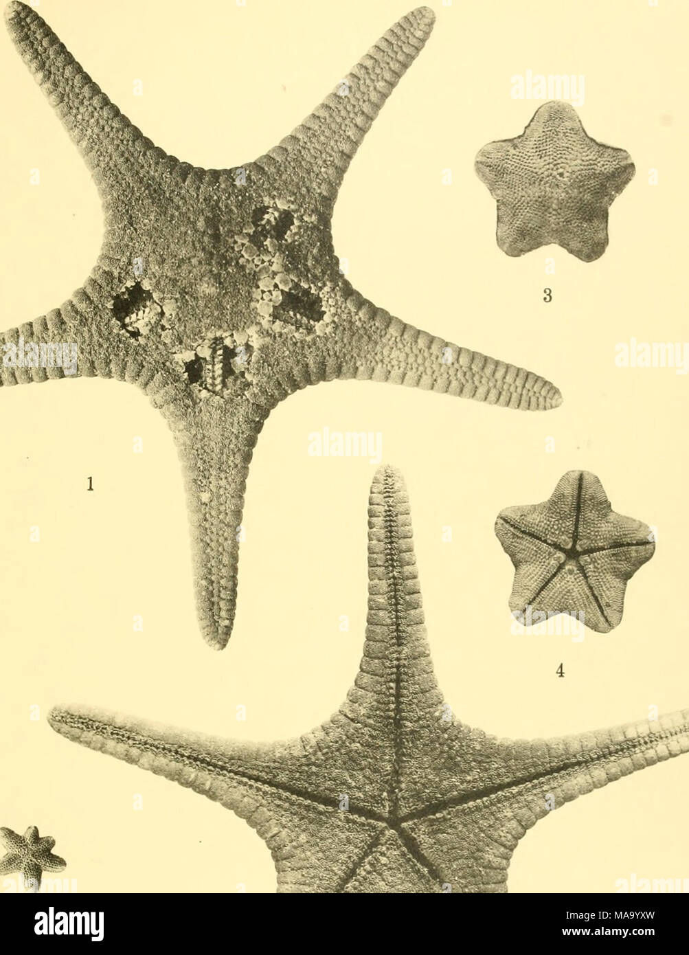 . The echinoderm fauna of Torres Strait: its composition and its origin ...