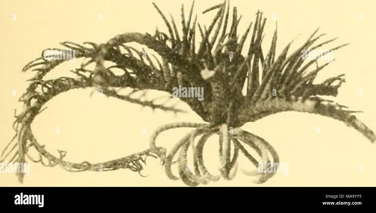 . The echinoderm fauna of Torres Strait: its composition and its origin ...