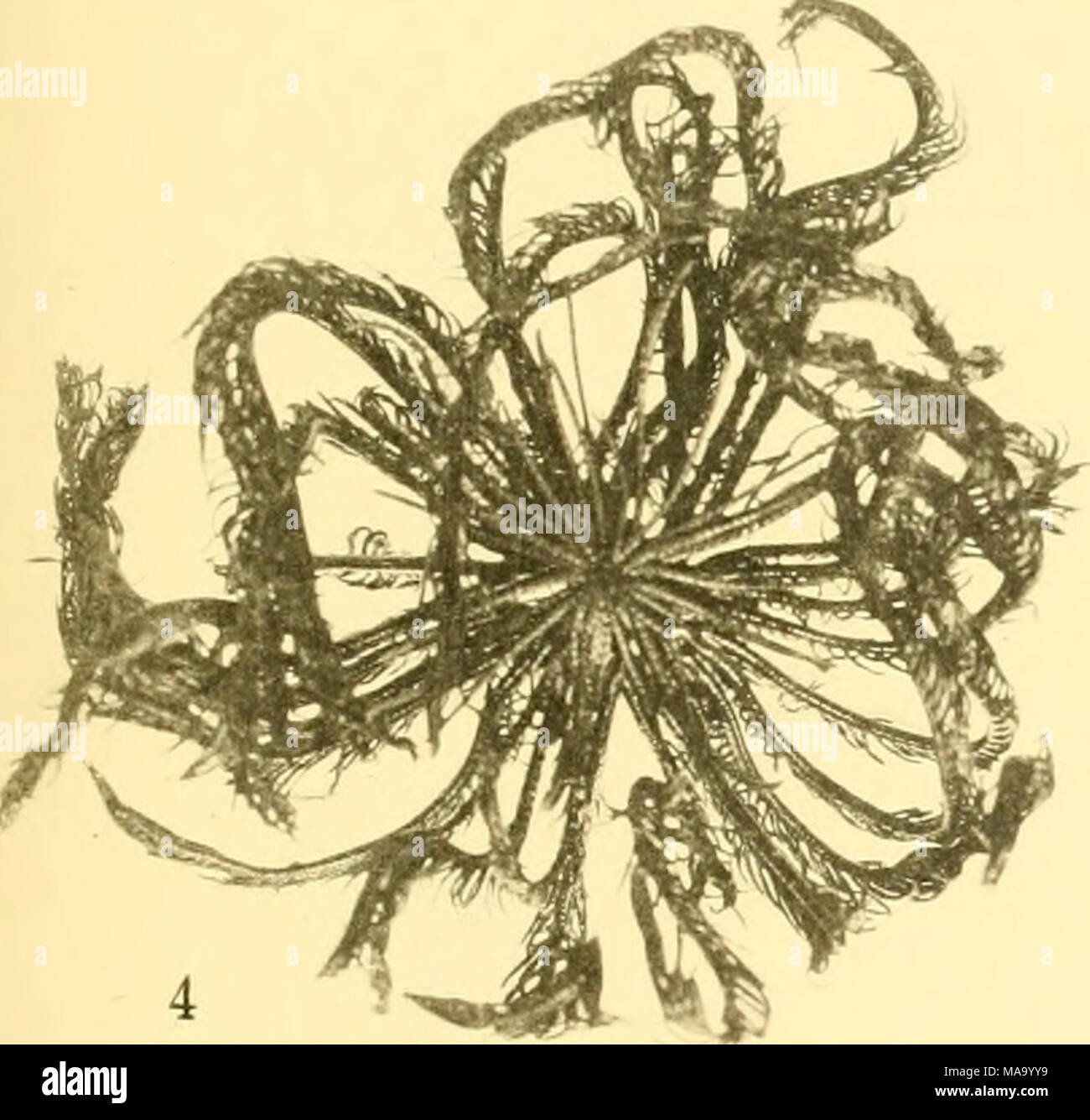 . The echinoderm fauna of Torres Strait: its composition and its origin ...