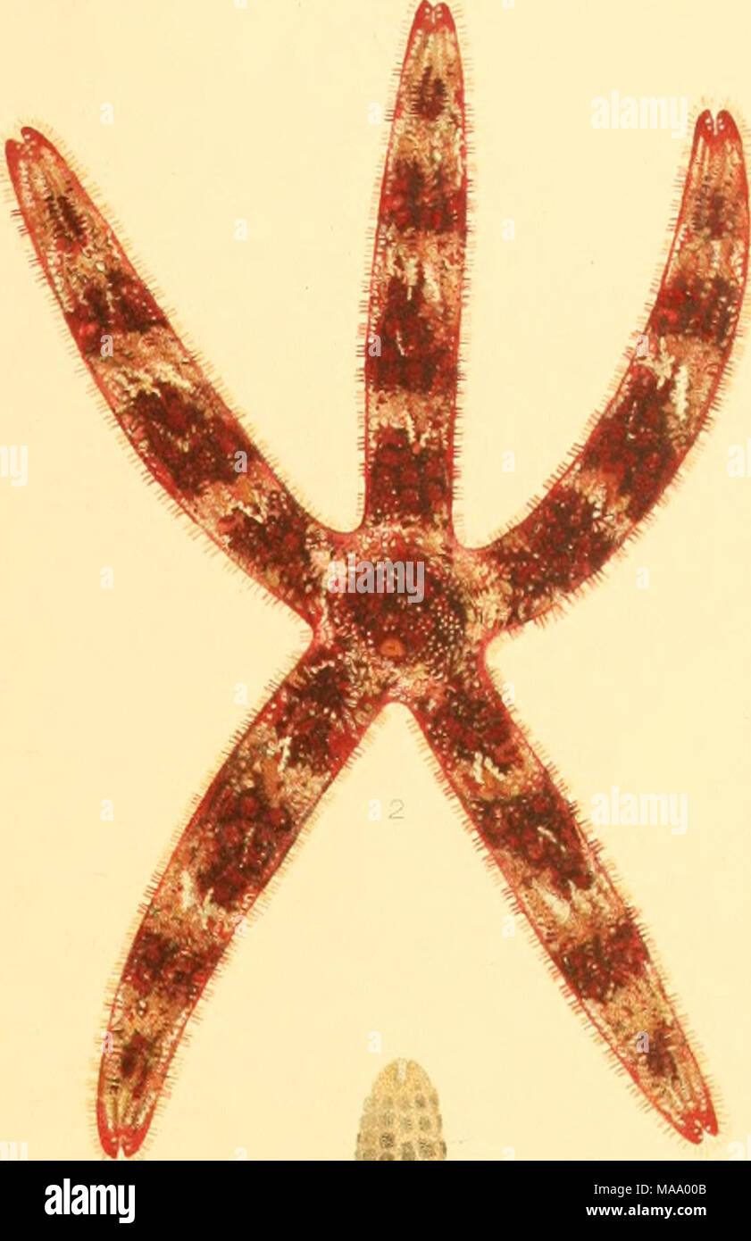 . The echinoderm fauna of Torres Strait: its composition and its origin ...