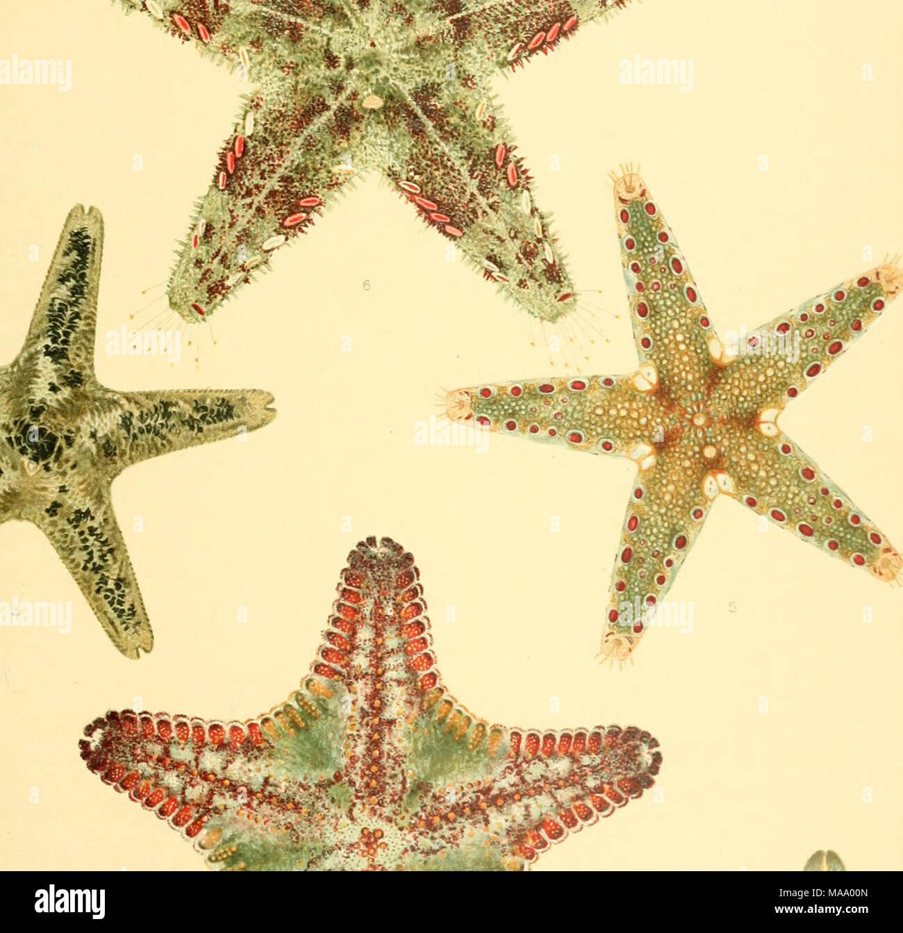 . The echinoderm fauna of Torres Strait: its composition and its origin ...