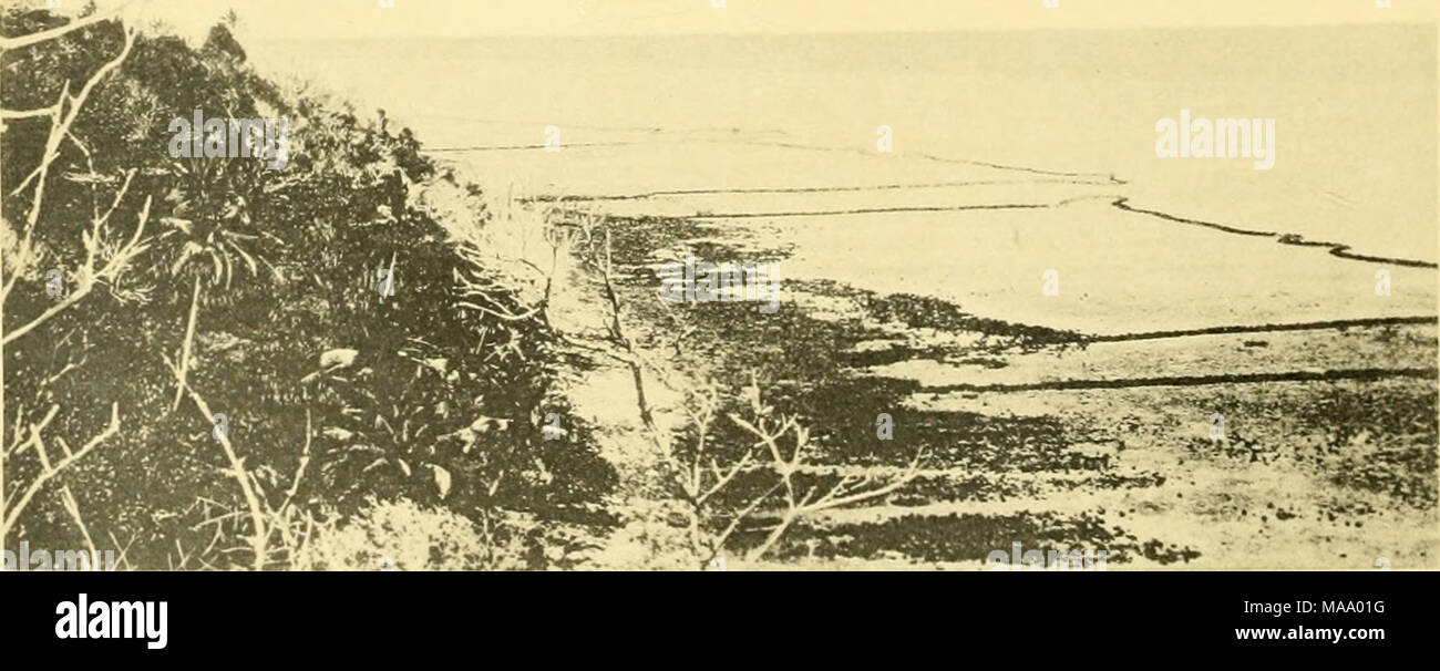 . The echinoderm fauna of Torres Strait: its composition and its origin ...