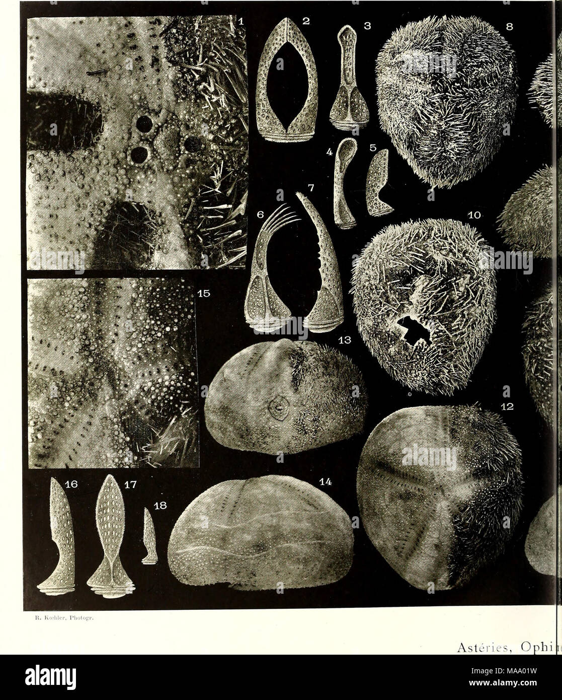 . Echinodermes (astéries, ophiures et échinides) . Masson ^ Stock Photo ...