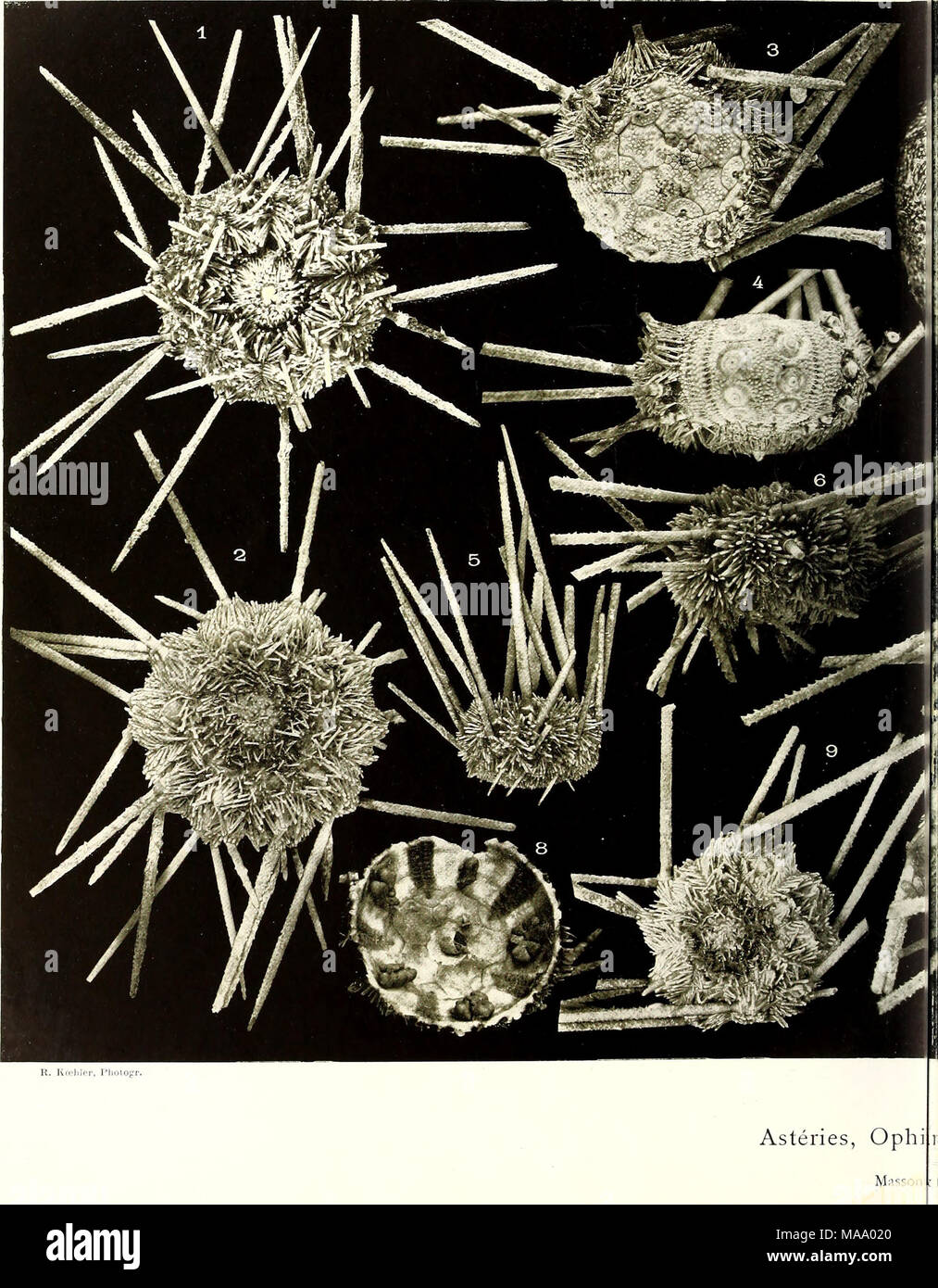 . Echinodermes (astéries, ophiures et échinides Stock Photo - Alamy