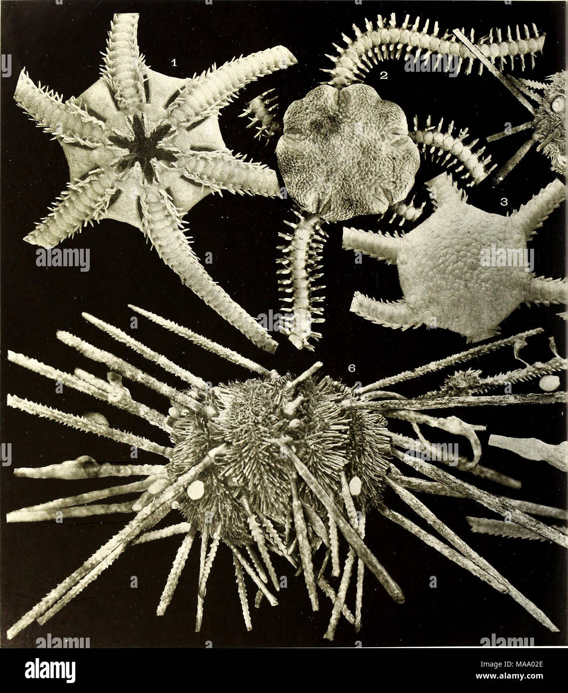 . Echinodermes (astéries, ophiures et échinides) . Astéries, Ophi ...