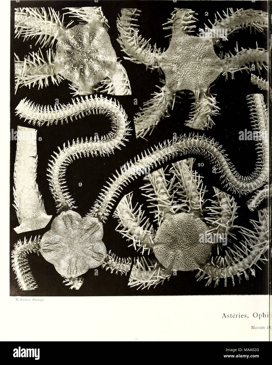 . Echinodermes (astéries, ophiures et échinides Stock Photo - Alamy