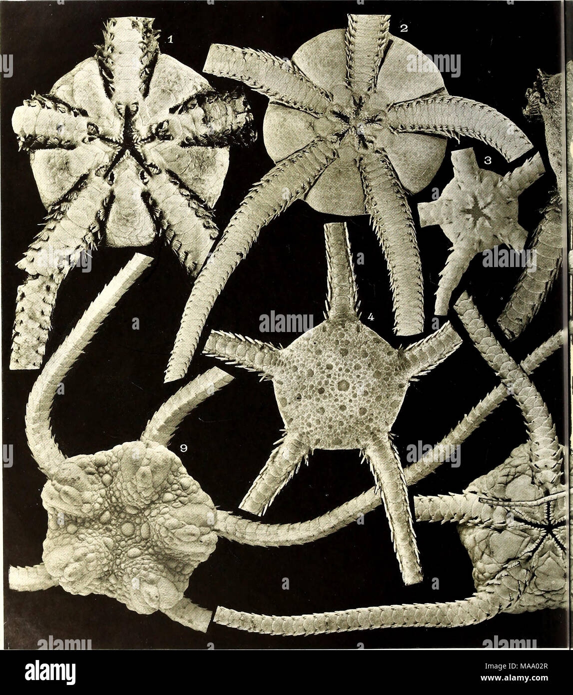 . Echinodermes (astéries, ophiures et échinides) . U. Ko'lilci ...