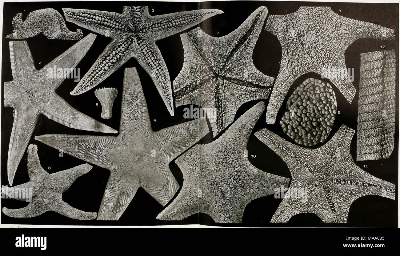 . Echinodermes (astéries, ophiures et échinides) . Astéries, Ophiures ...