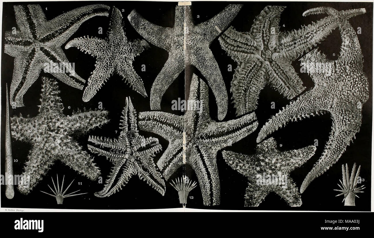 . Echinodermes (astéries, ophiures et échinides) . Astéries, Ophiures ...