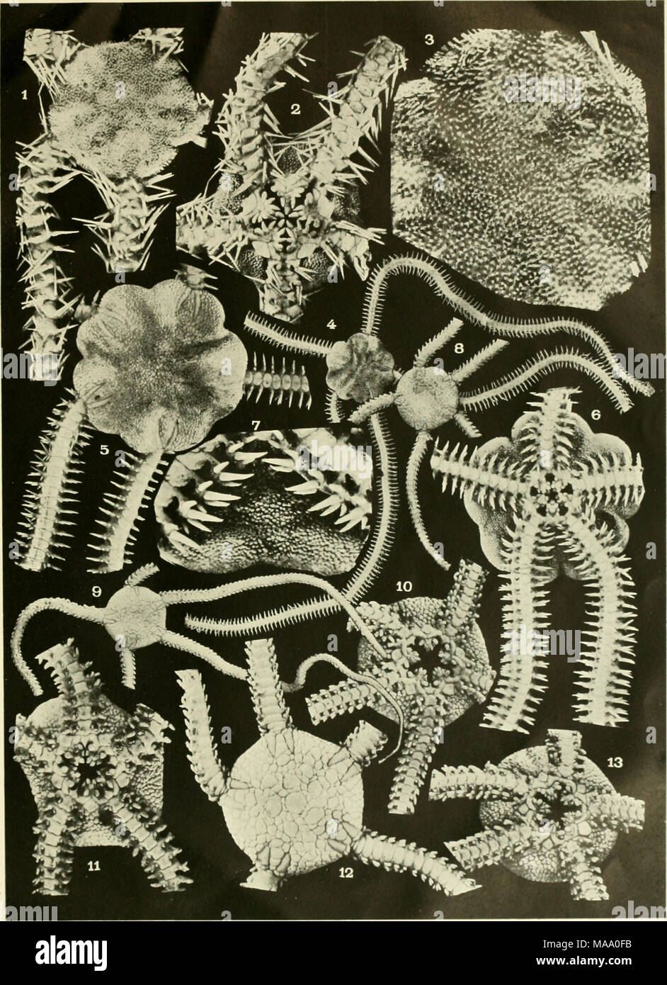 Creatures biological functions hi-res stock photography and images - Alamy