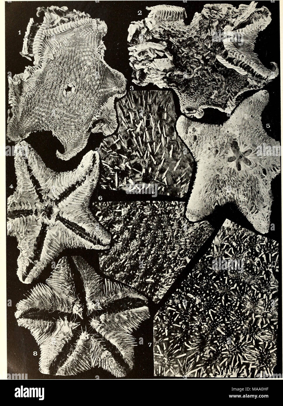 . Echinodermata asteroidea Stock Photo - Alamy