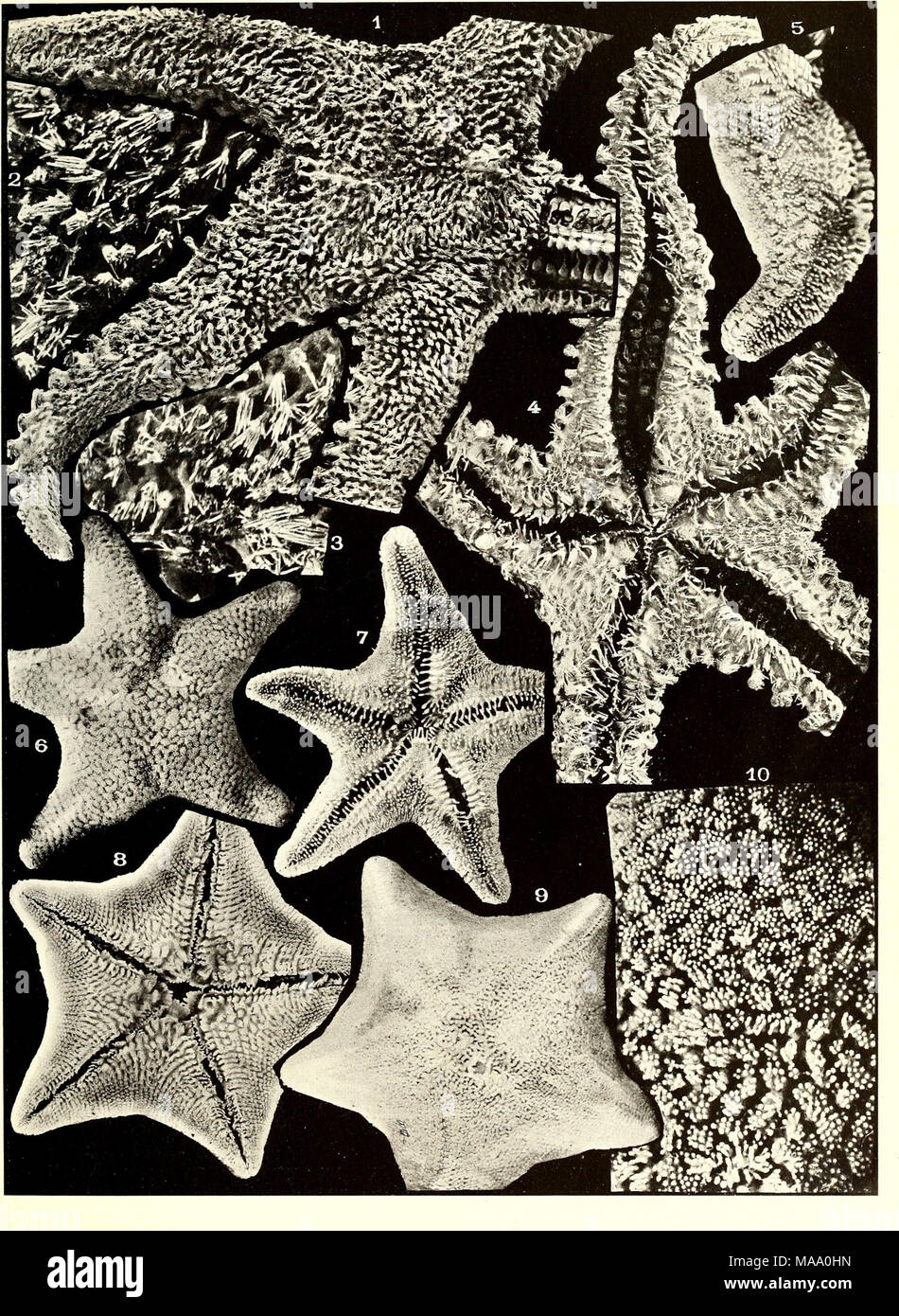 . Echinodermata asteroidea Stock Photo - Alamy