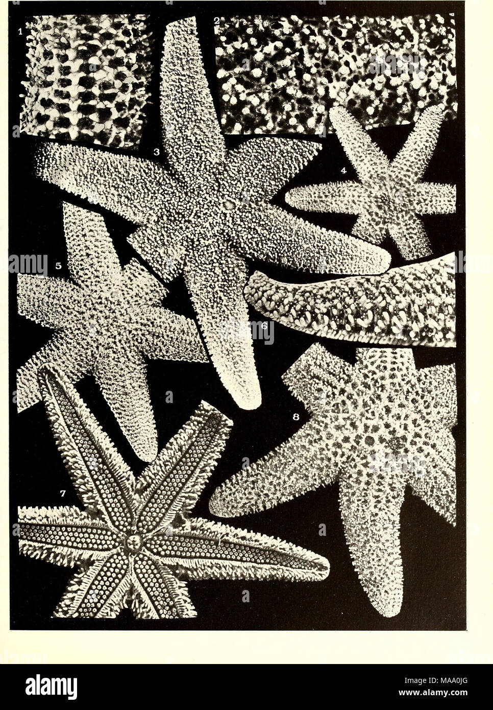 . Echinodermata asteroidea Stock Photo - Alamy