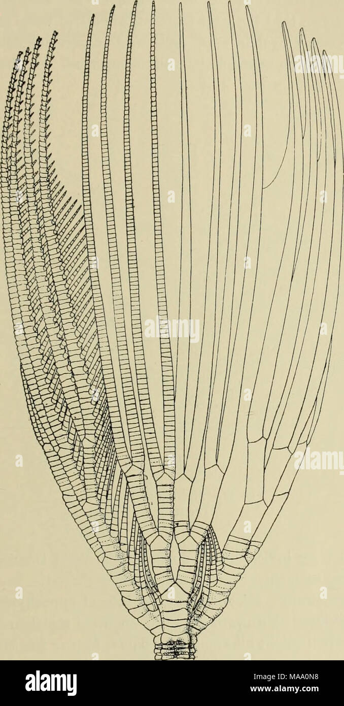 Dorsoventrally hi-res stock photography and images - Alamy