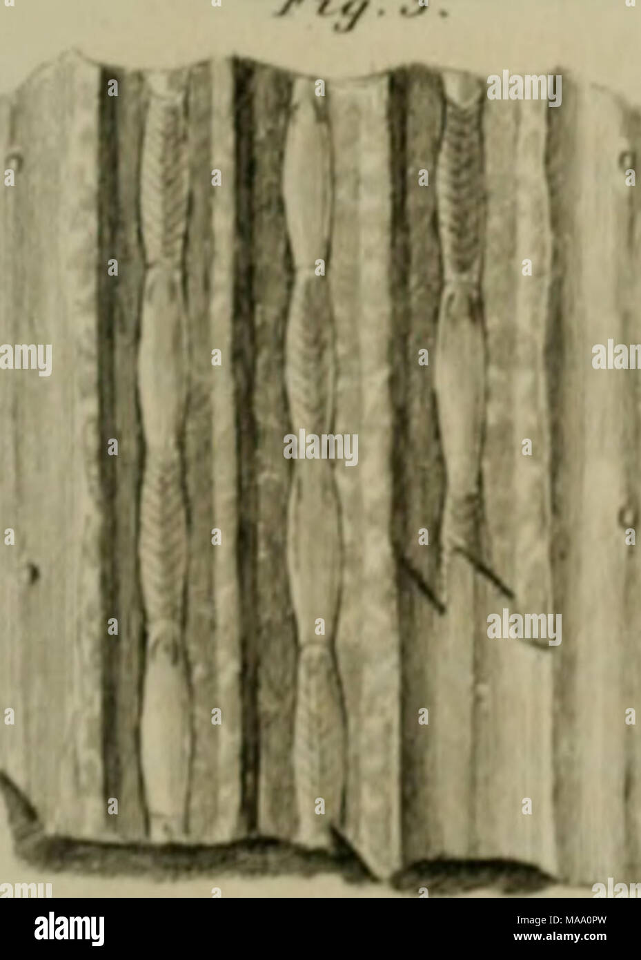 . The Edinburgh new philosophical journal . PLATE .^^. i:diTi:7iewFhiI ...