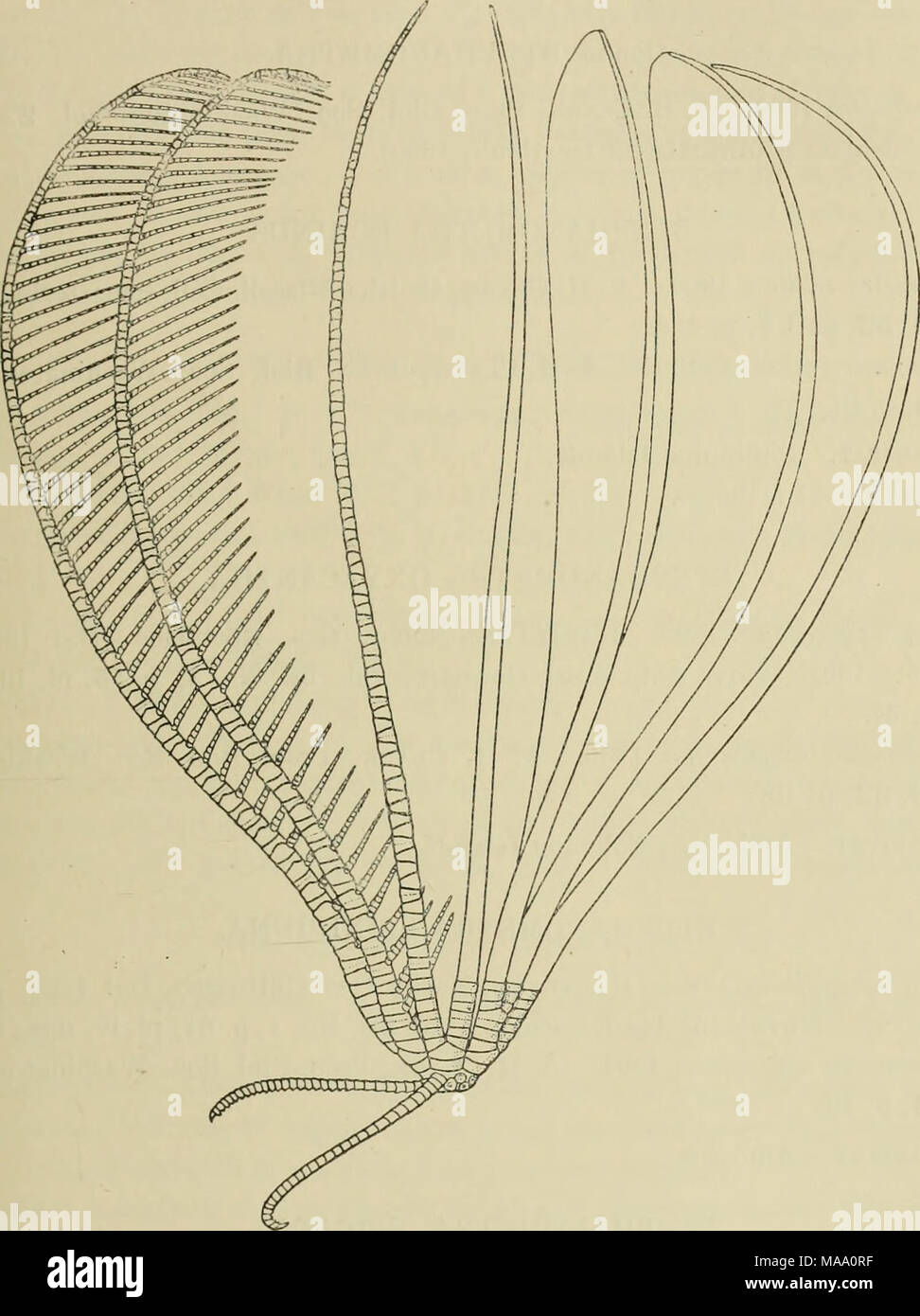 . Echinoderma of the Indian Museum ... Collected by the Royal Indian ...