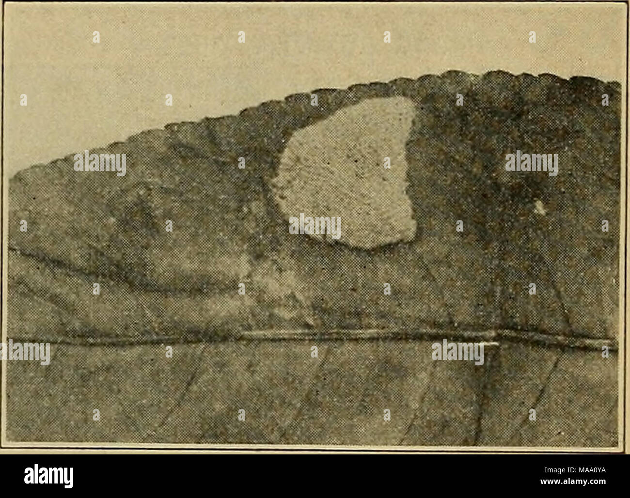 . The eastern tent caterpillar . Figure 16. Egg-mass of fall webworm ...