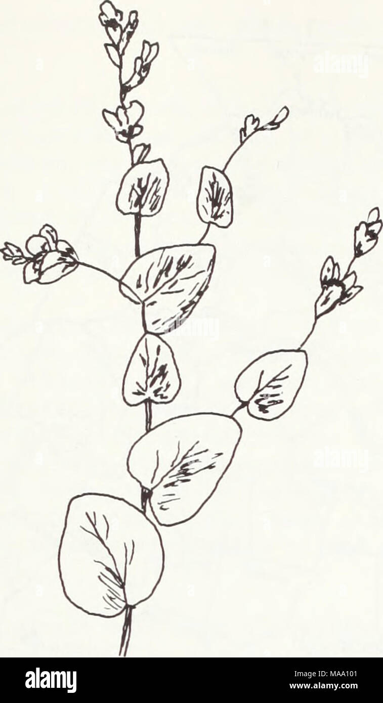 Hairy fruit cover hi-res stock photography and images - Alamy