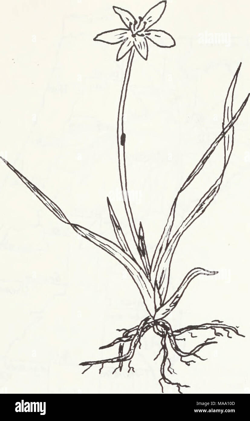 . Eastern states endangered plants . Description: Range: Habitat ...