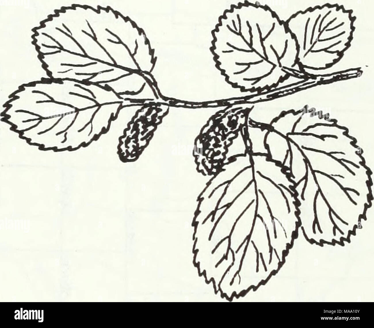 Dentate leaf margins hi-res stock photography and images - Alamy