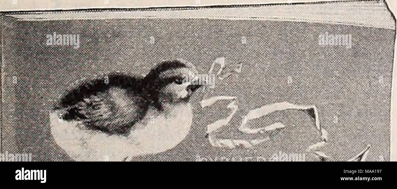 . The Eastern poultryman Stock Photo - Alamy