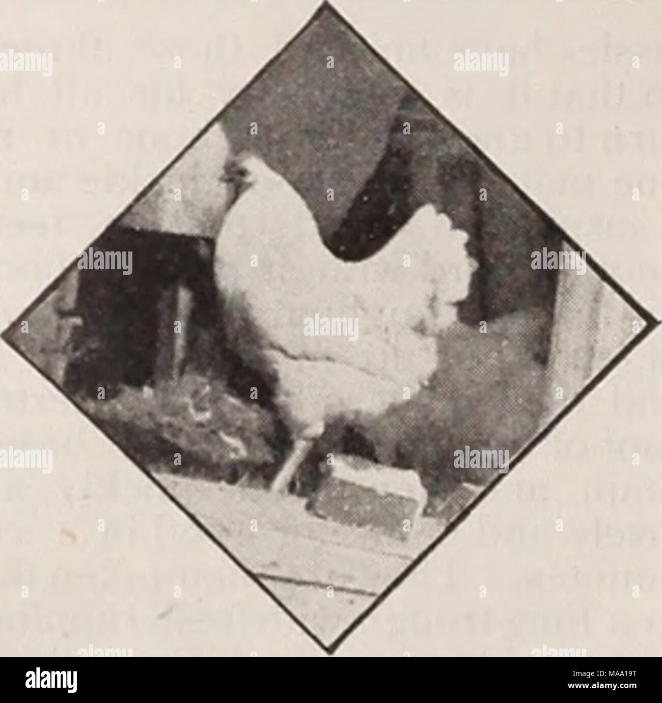 . The Eastern poultryman Stock Photo - Alamy