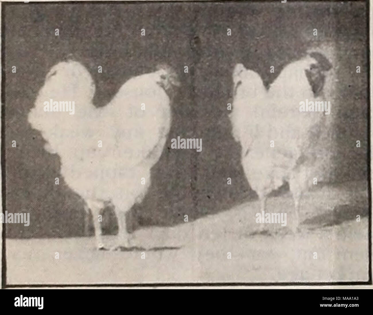 . The Eastern poultryman Stock Photo - Alamy