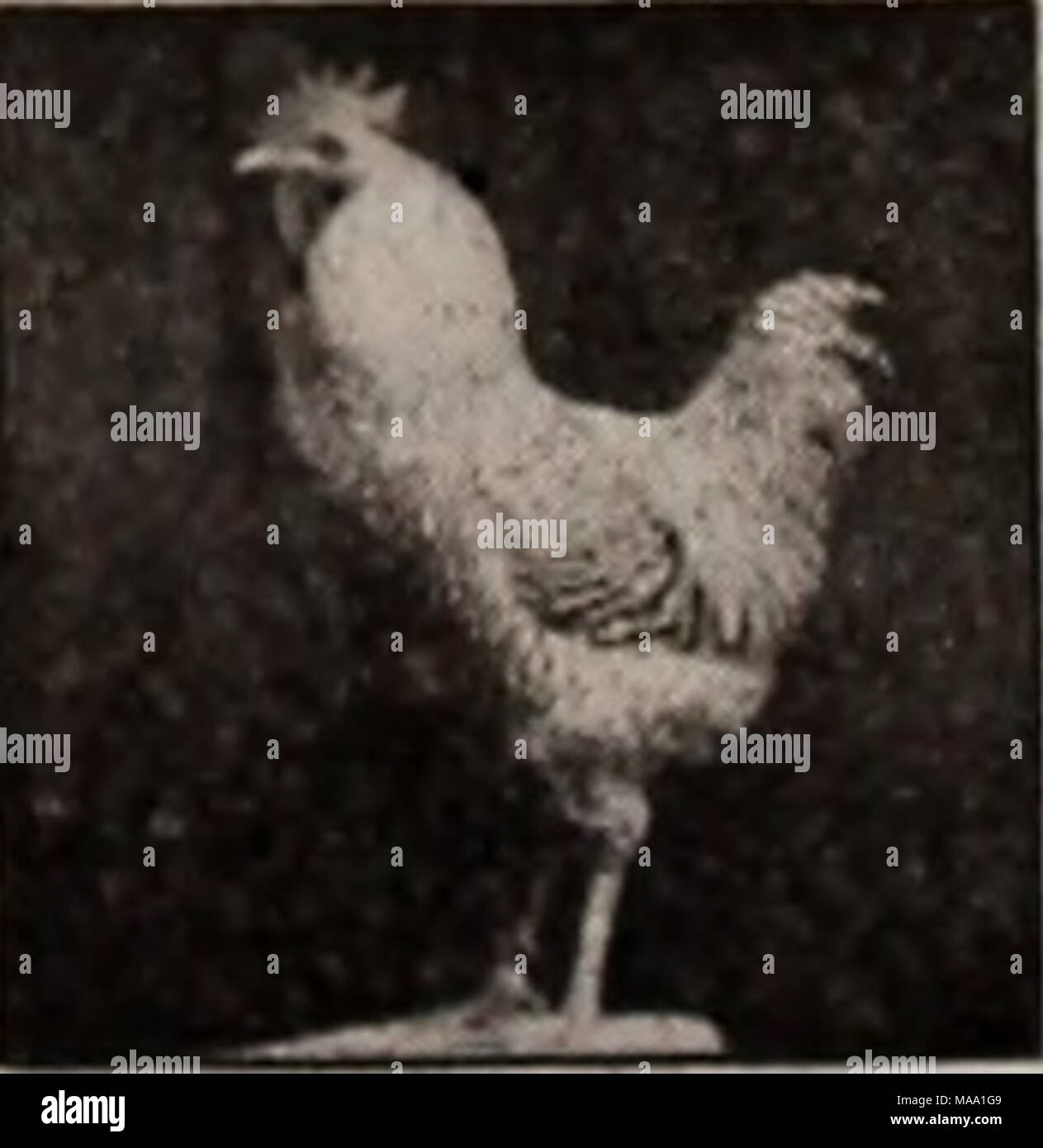 . The Eastern poultryman Stock Photo - Alamy